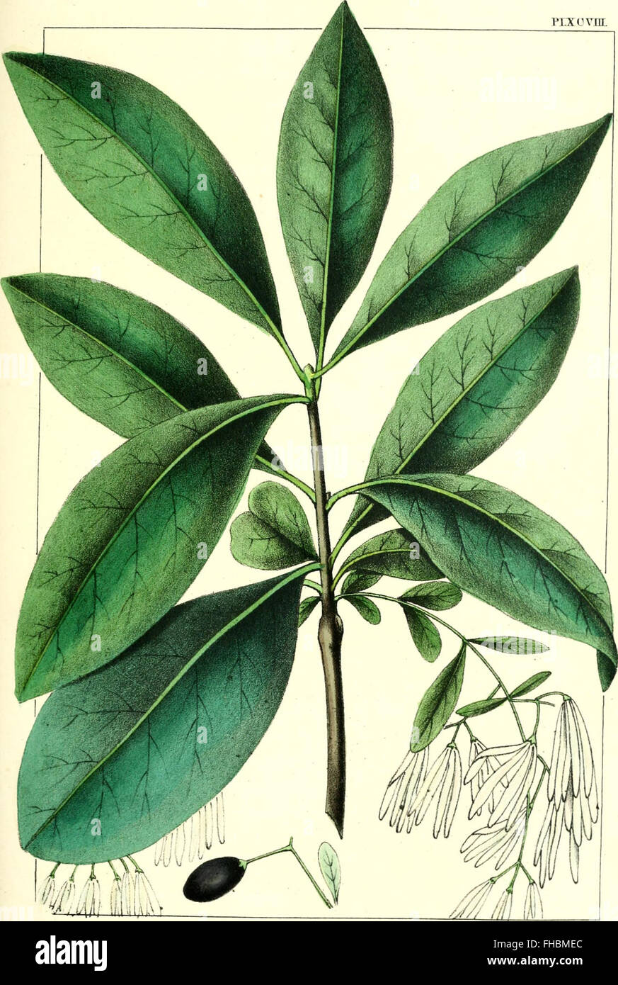 A botanical work describing the forest trees of the United States ...