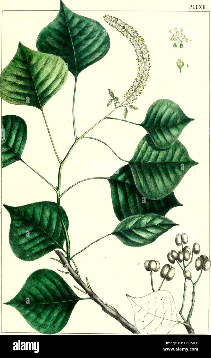 The North American Sylva; or, A Description of the Forest Trees of the ...