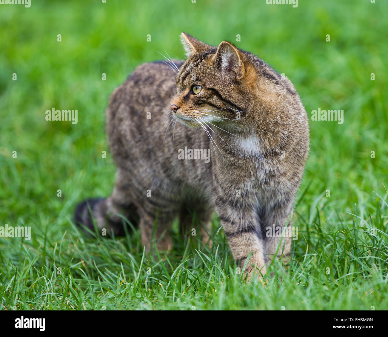 Scottish Wildcat in grass looking back to the right Stock Photo - Alamy