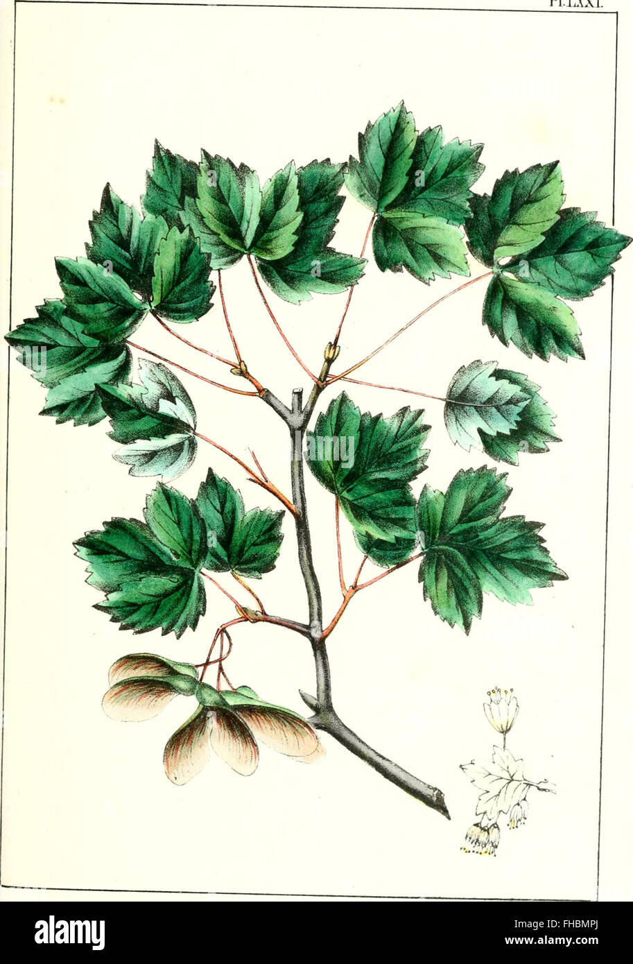 The North American Sylva, a comprehensive description of the forest ...
