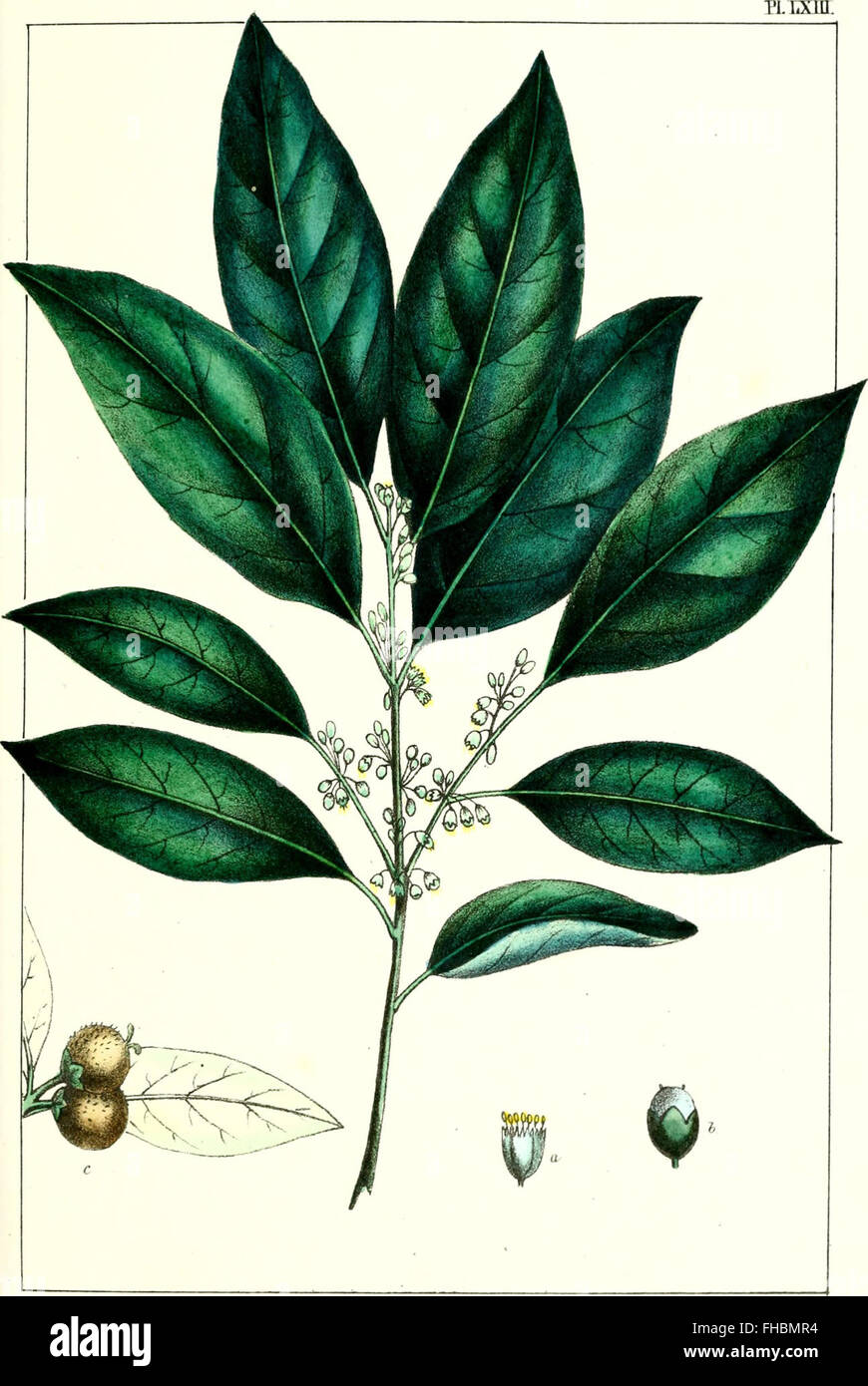 'The North American Sylva; or, A Description of the Forest Trees of the ...