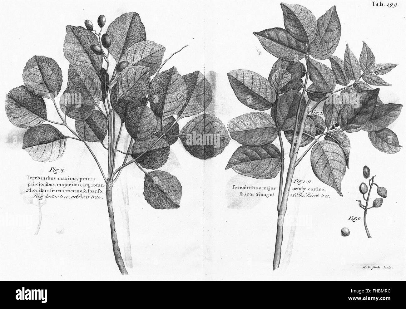 A 1707 account of a botanical and natural history expedition to the ...