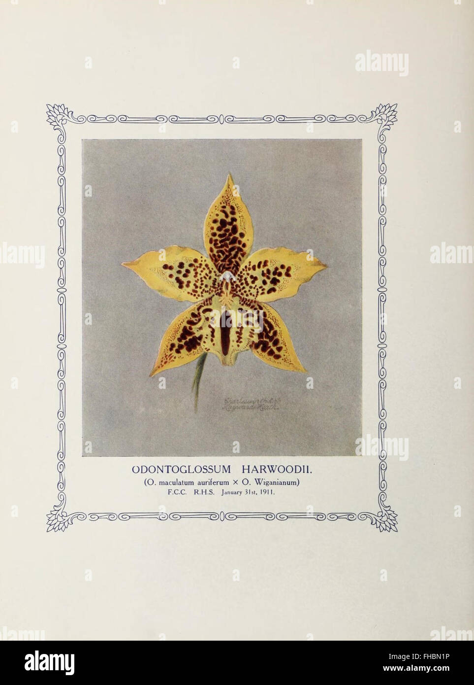 The Orchid World at Harvard University Botany Libraries explores the ...