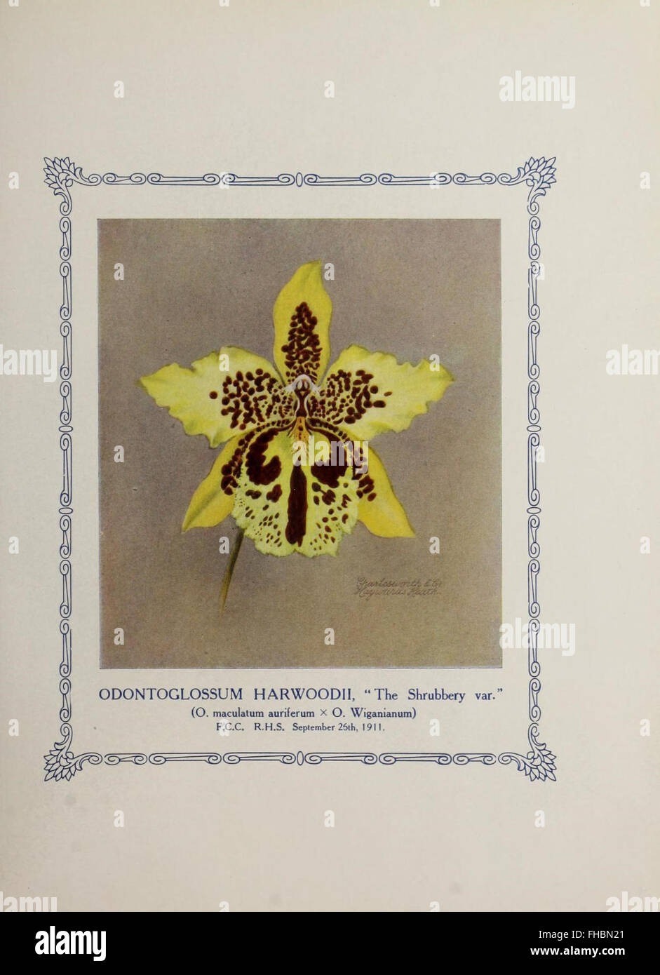 The Orchid World, a periodical held in the Harvard University Botany ...