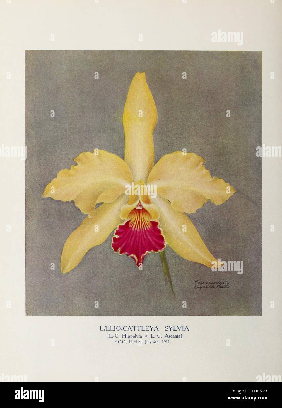 The Orchid world, Harvard University Botany Libraries Orchids ...