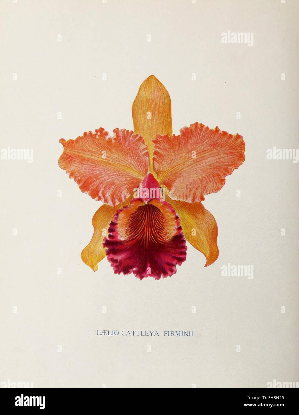 A periodical dedicated to the study and cultivation of orchids ...