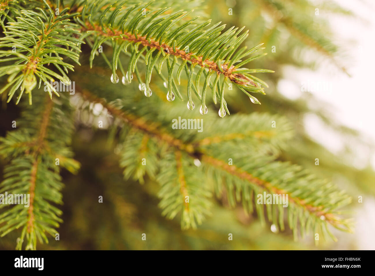 Fir-tree branch with water droplets Stock Photo - Alamy