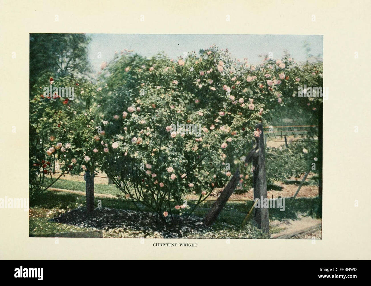A practical guide to outdoor rose growing, with cultural tips and ...