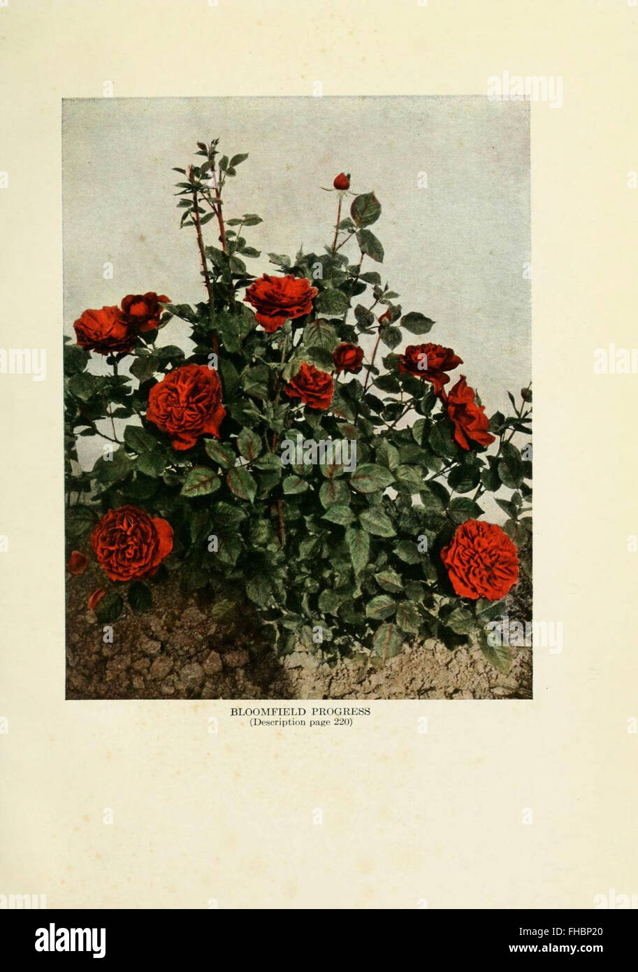 A practical guide for growing roses outdoors in home gardens, with a ...