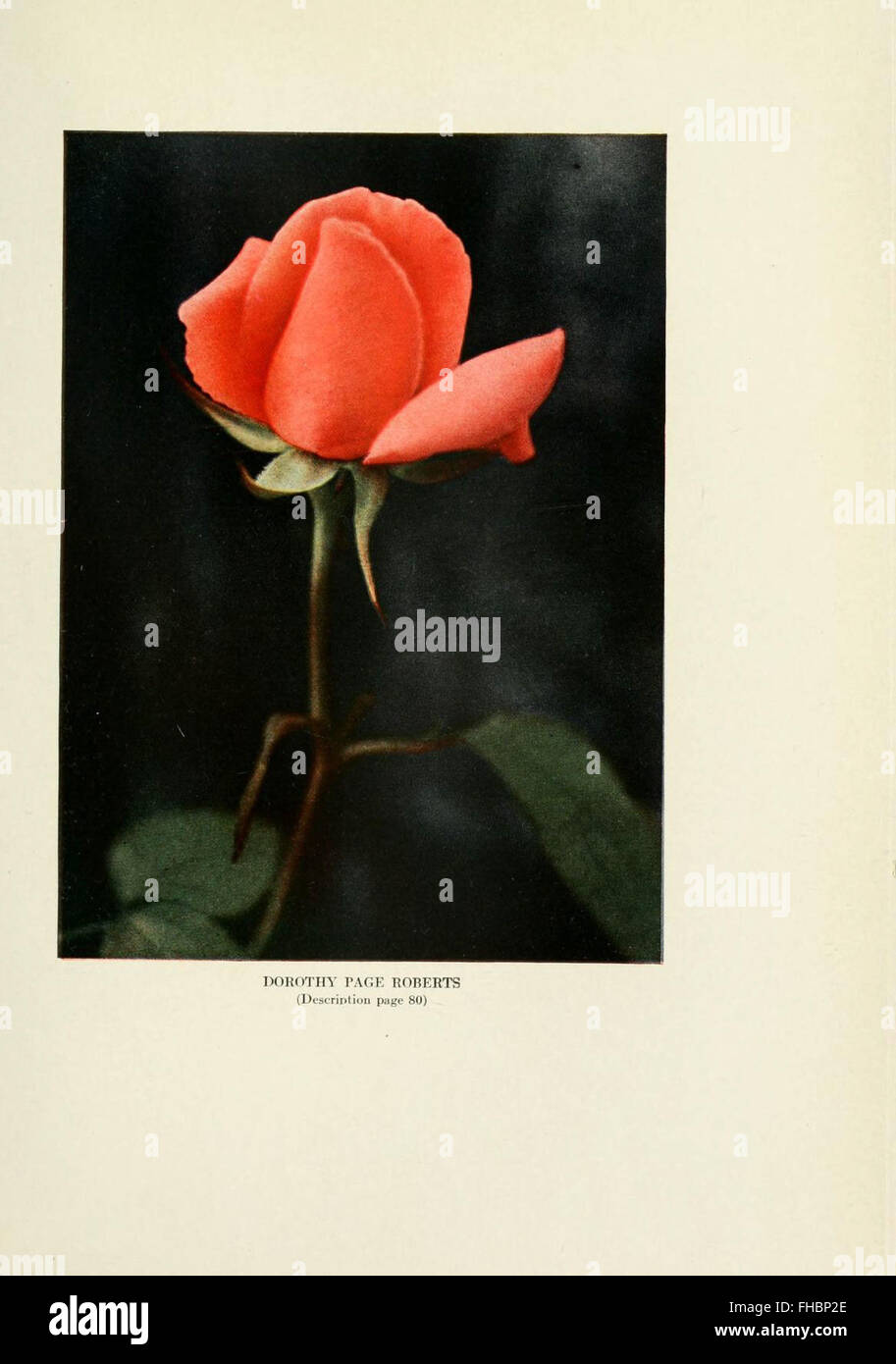 The Practical Book of Outdoor Rose Growing, a guide to cultivating ...