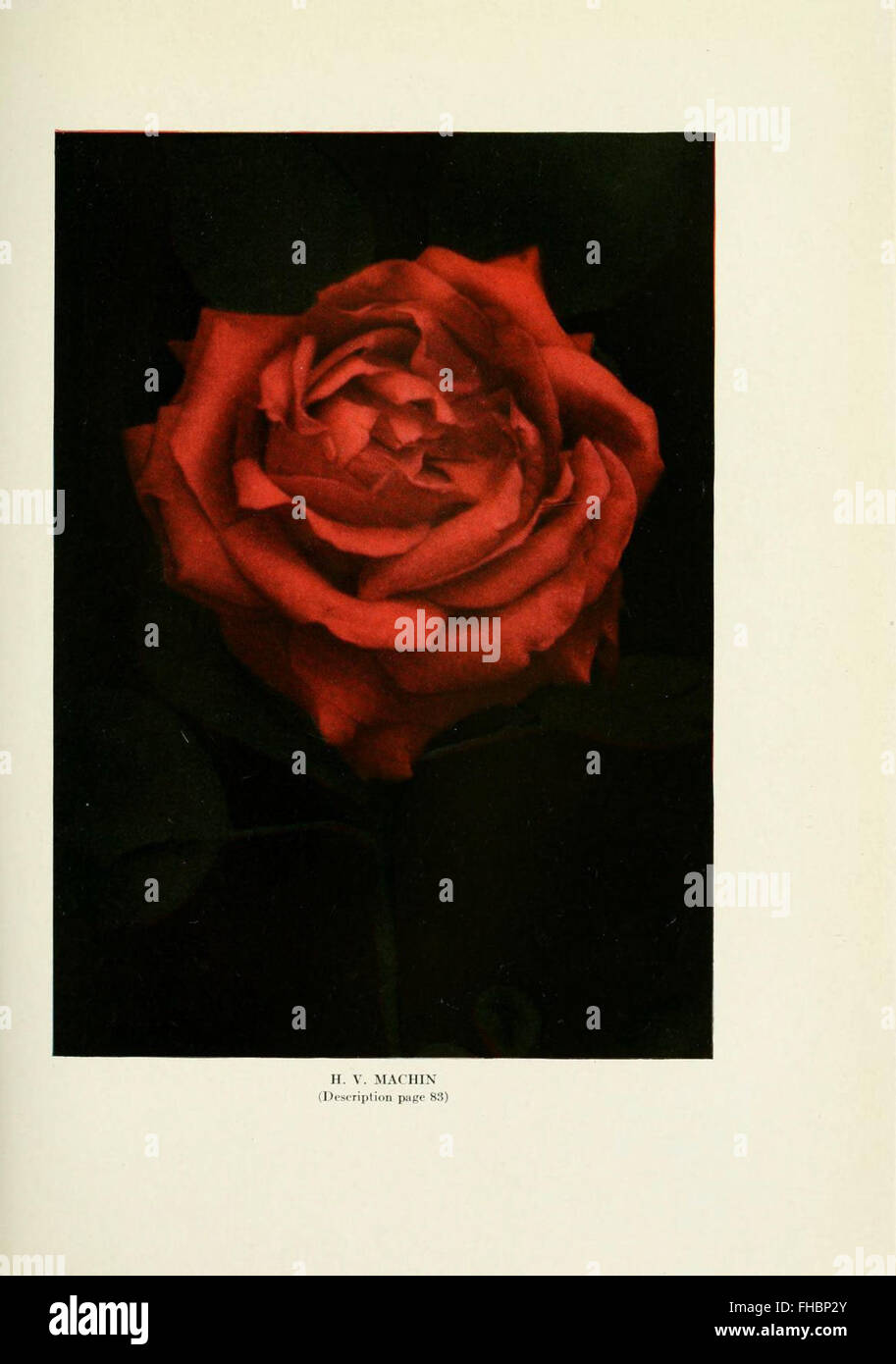 A practical guide on growing roses outdoors in home gardens, featuring ...