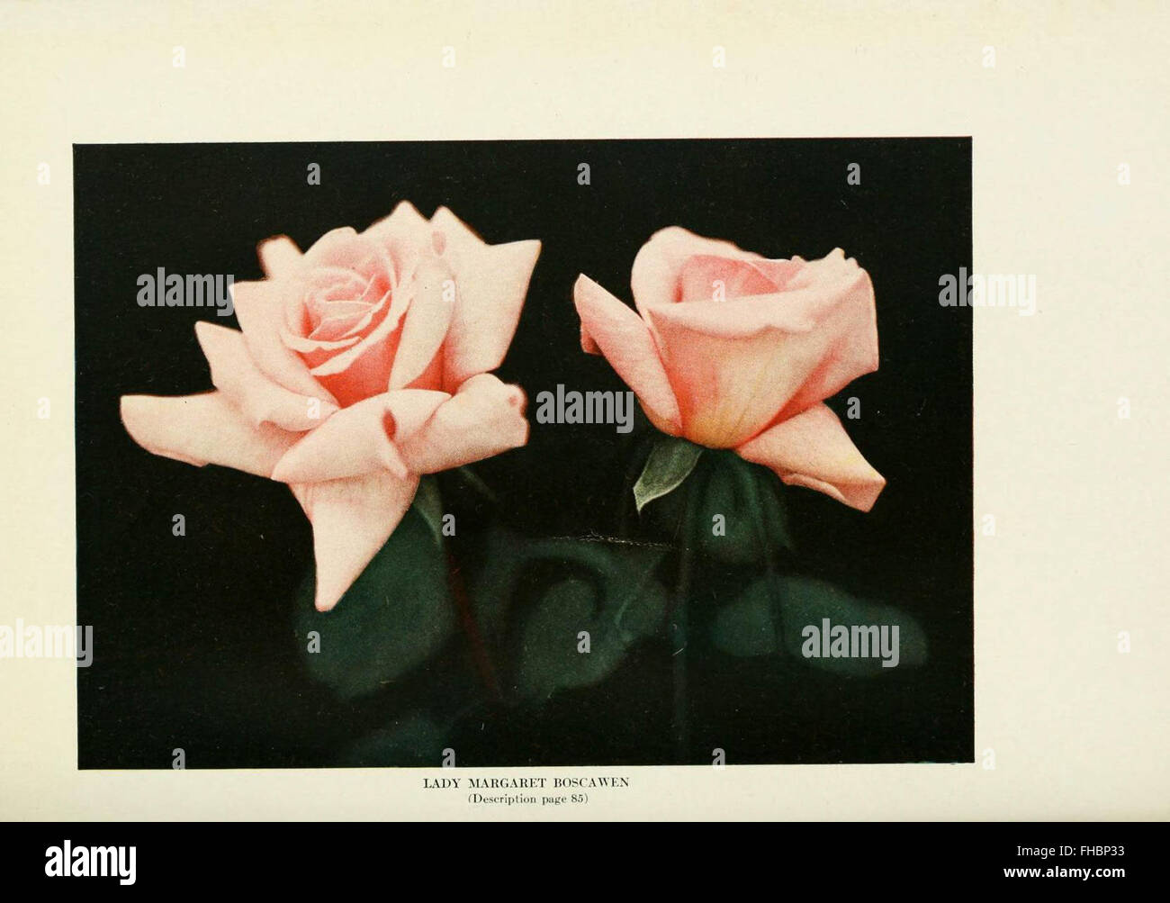 A practical guide to growing roses in outdoor home gardens, providing ...