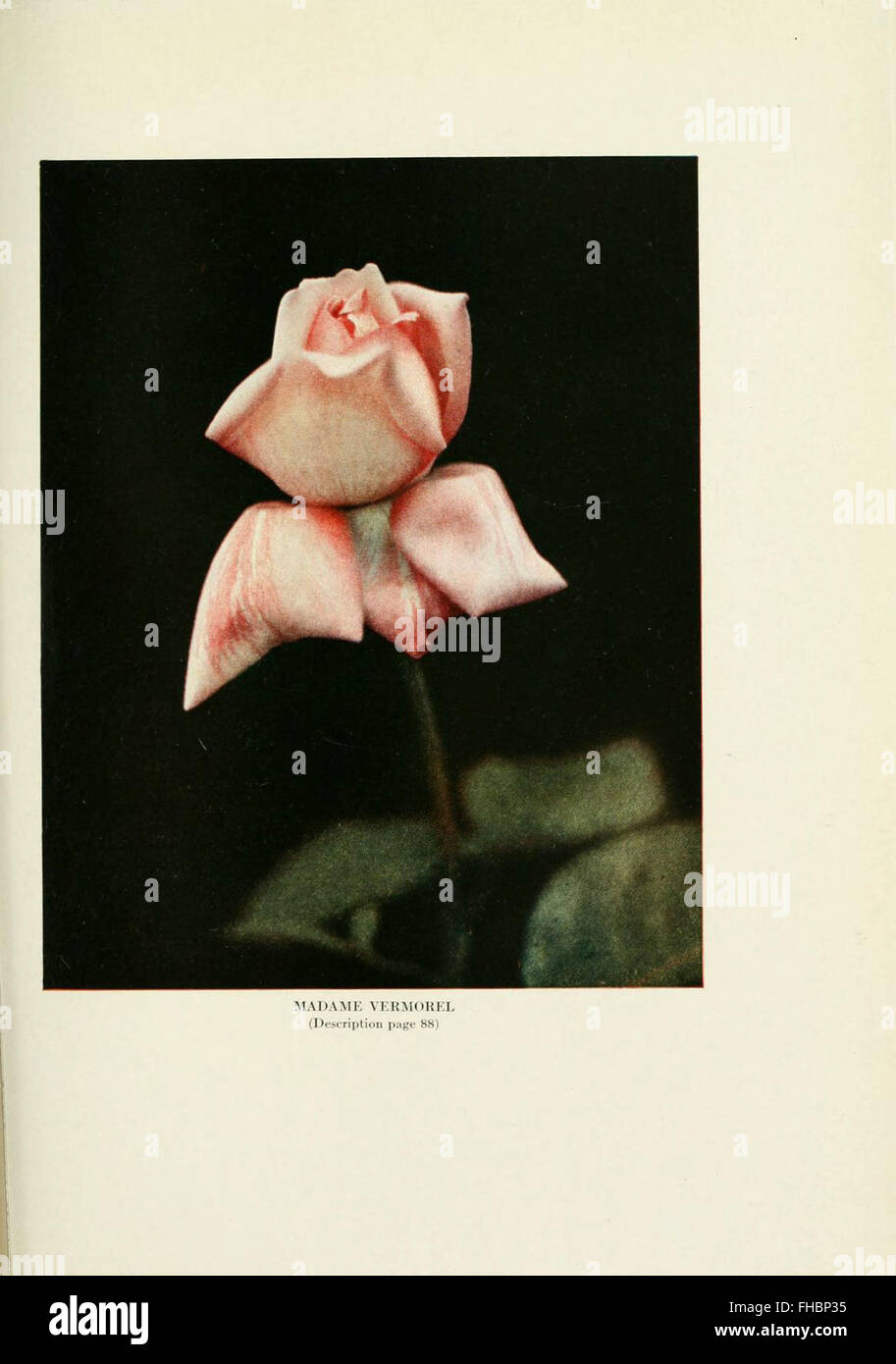 A practical guide focused on the cultivation and care of roses for home ...