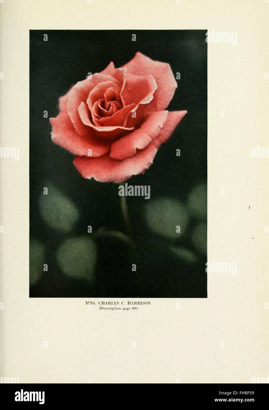 A practical guide to growing roses outdoors in home gardens, including ...