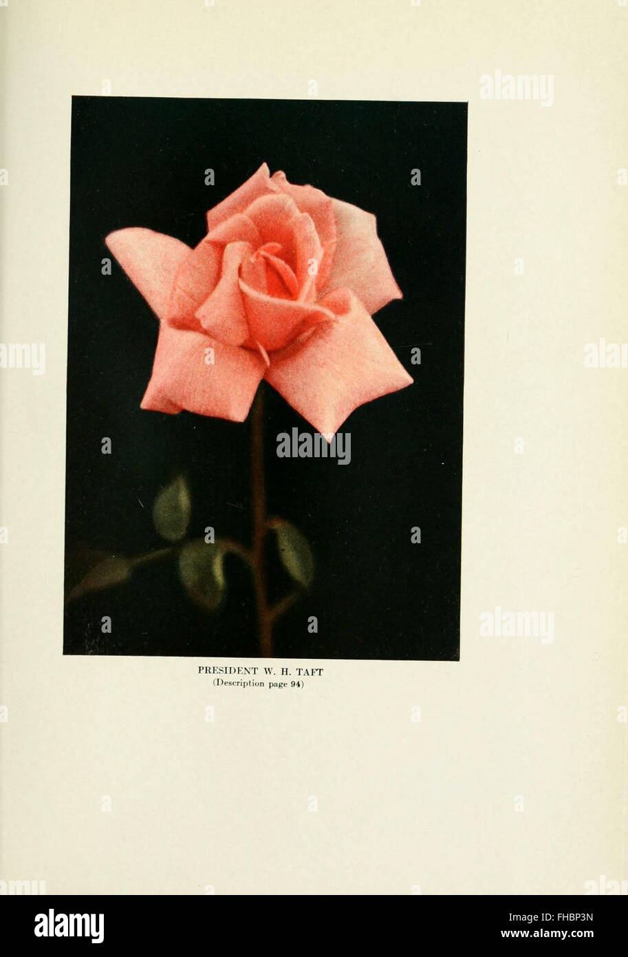 A practical guide on growing outdoor roses for home gardens, covering ...