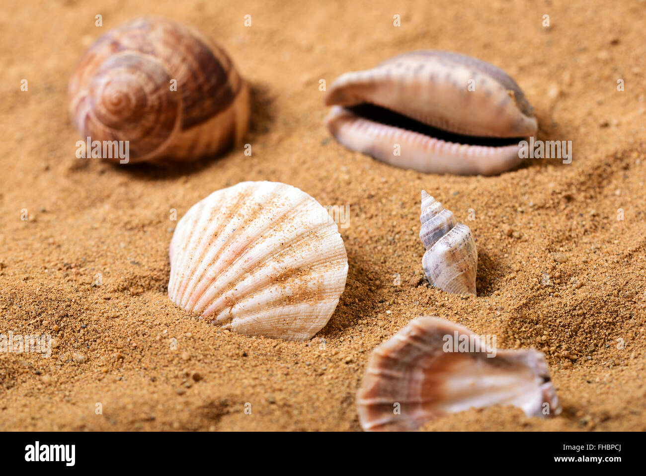 Bunch of sea shells in the sand on a beach Stock Photo - Alamy