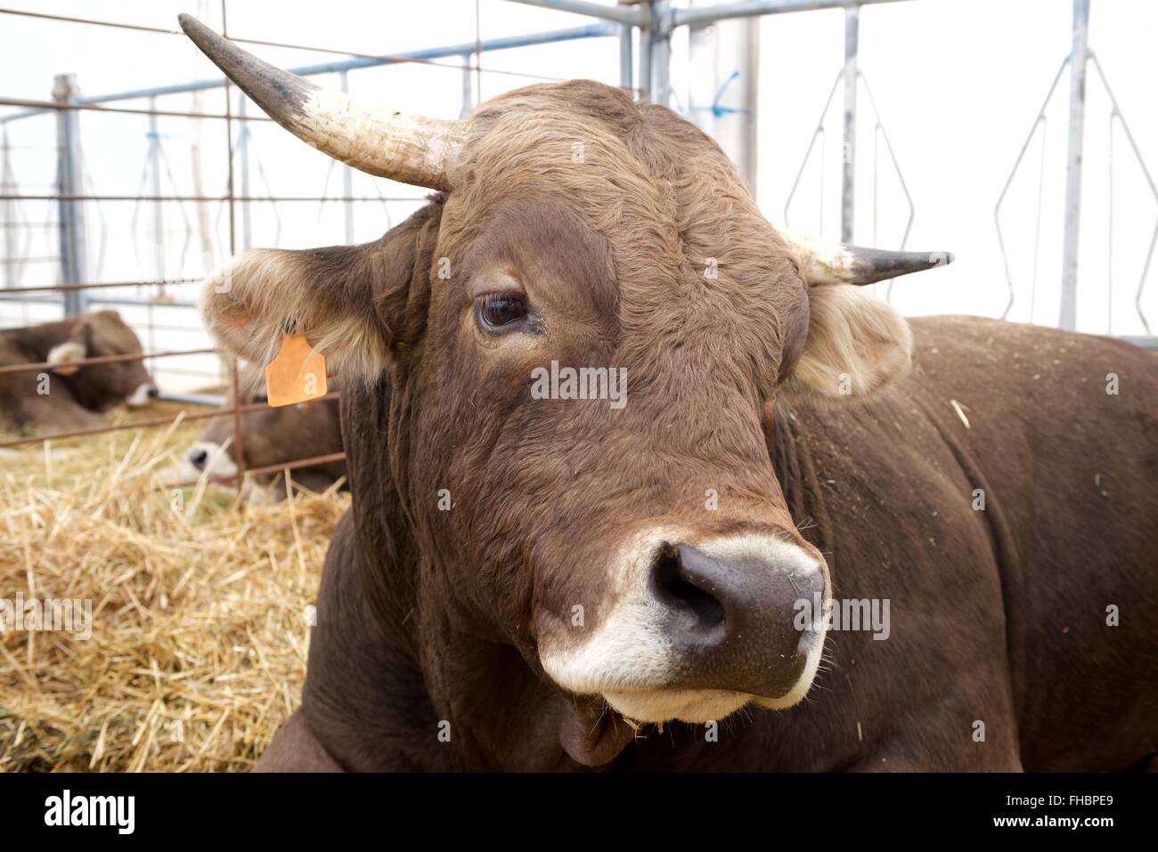 Close-up of a bull in a cattle fair Stock Photo - Alamy