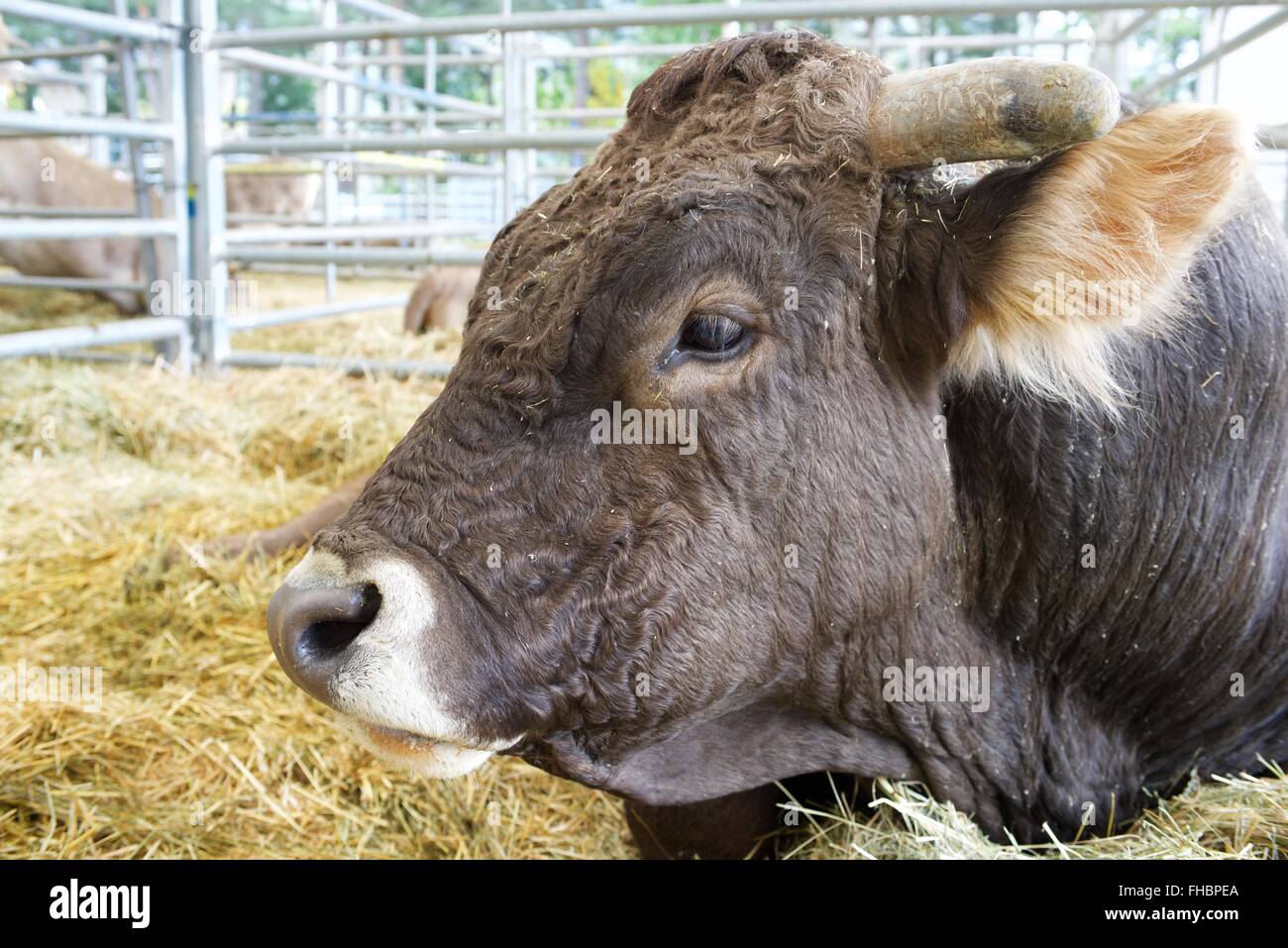 Close-up of a bull in a cattle fair Stock Photo - Alamy