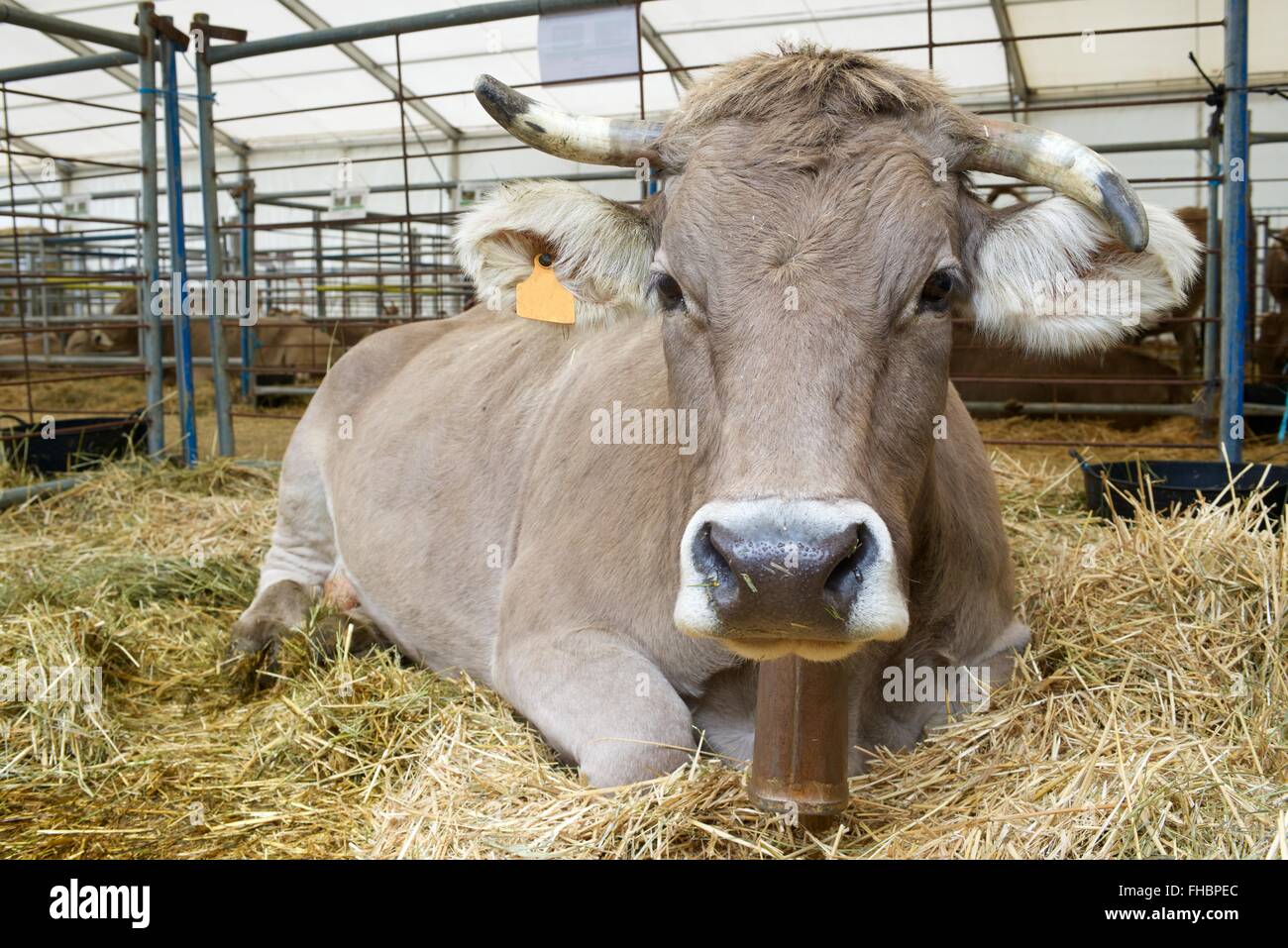 Close-up of a cow in a cattle fair Stock Photo - Alamy