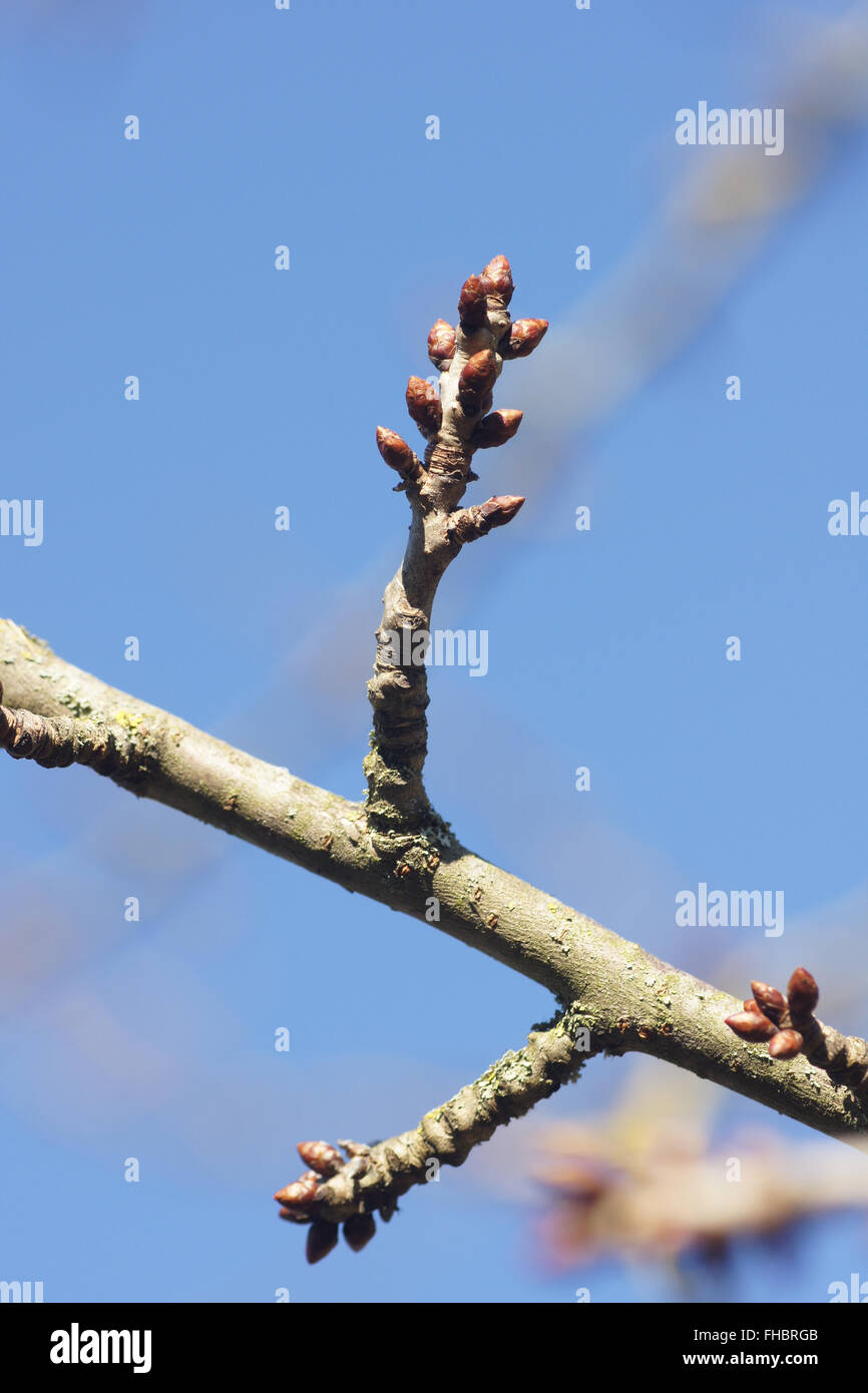 Cherry tree flower hi-res stock photography and images - Alamy