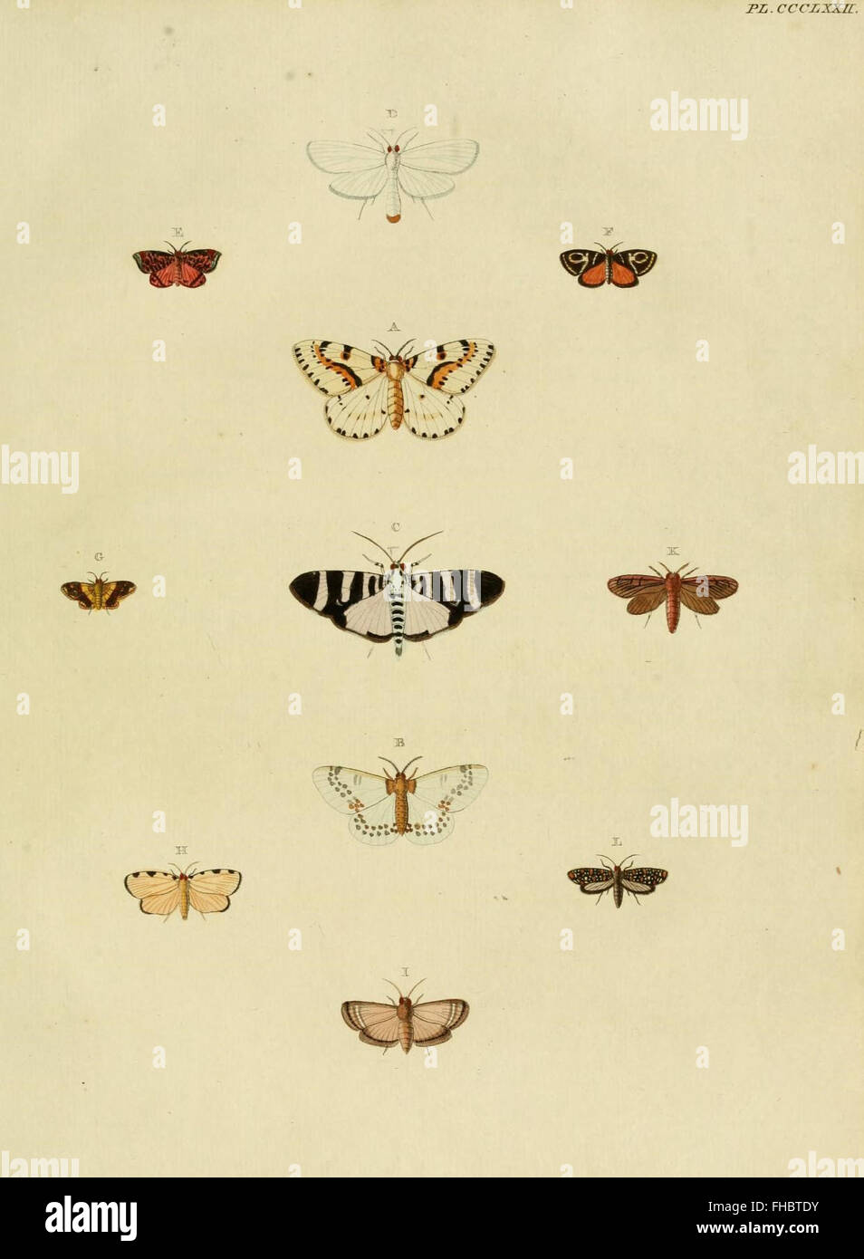 A catalog of foreign butterflies from Suriname, documenting and ...
