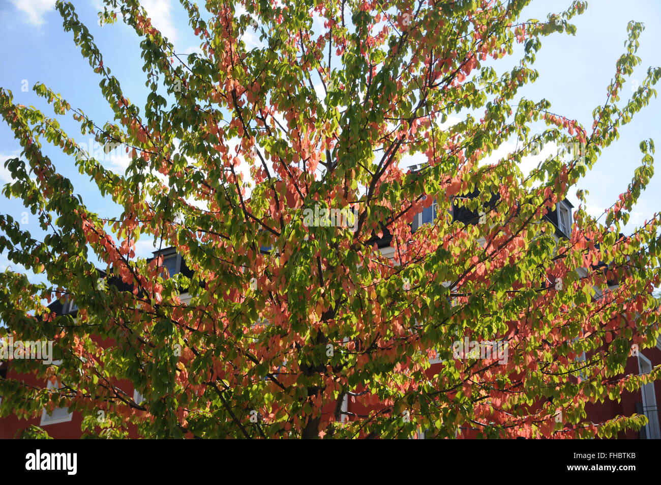 Sweet cherry tree, autumn leaves Stock Photo - Alamy