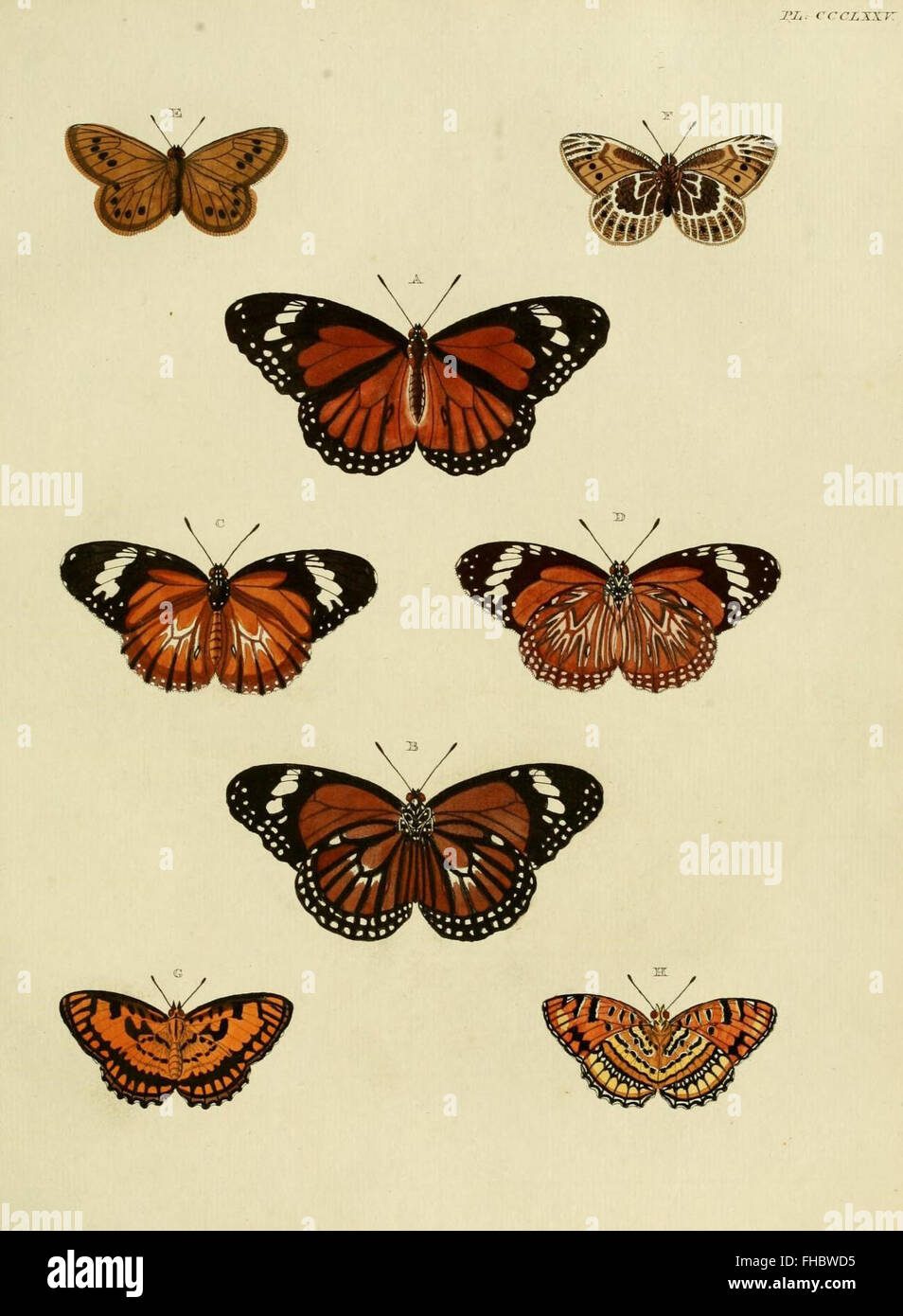 A supplementary work cataloging and illustrating foreign butterflies ...