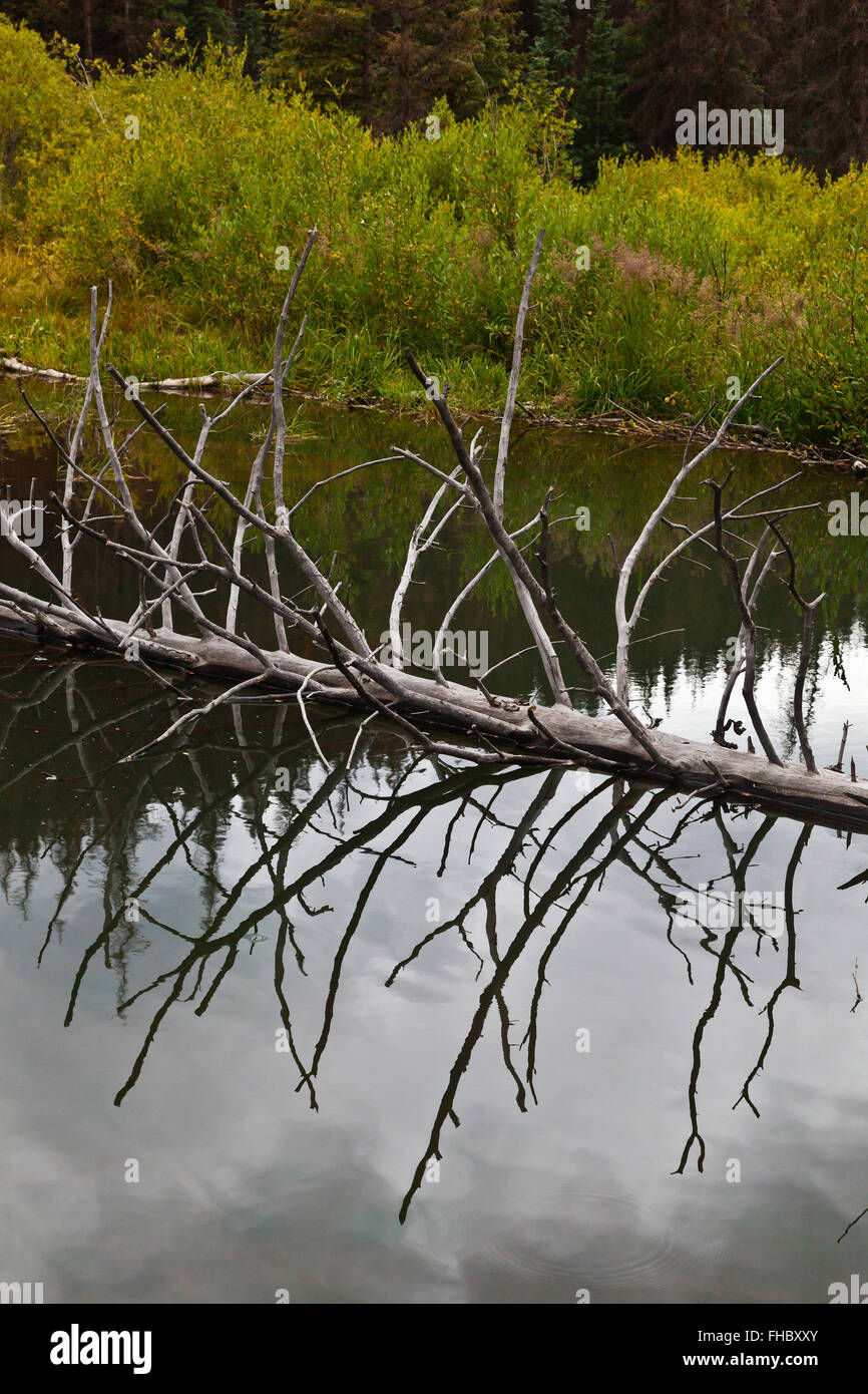 A BEAVER POND in the ROCKY MOUNTAINS near the OLEO RANCH at 10500 feet ...