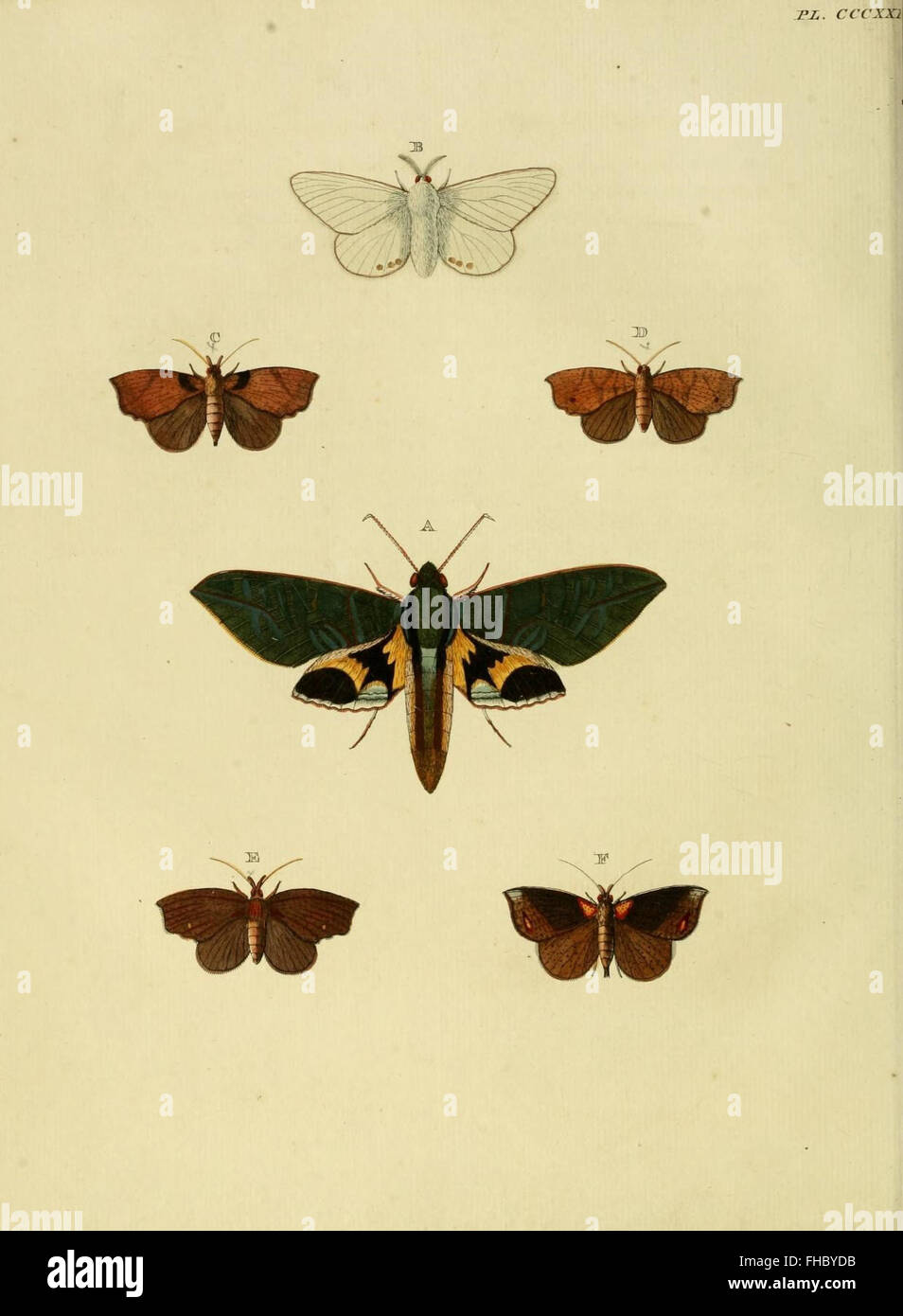 A catalog of foreign butterflies, detailing their species and ...