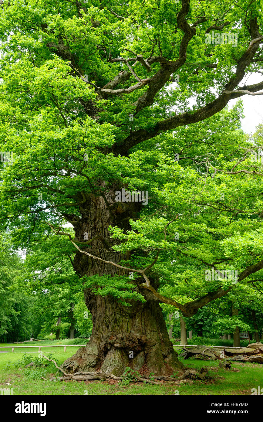 Ivenacker oak hi-res stock photography and images - Alamy