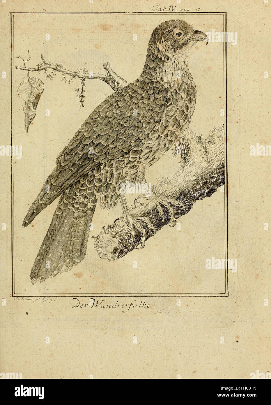 A detailed natural history of birds, providing in-depth descriptions ...