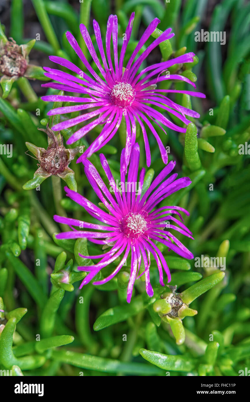 Yellow and violet flowers hi-res stock photography and images - Alamy