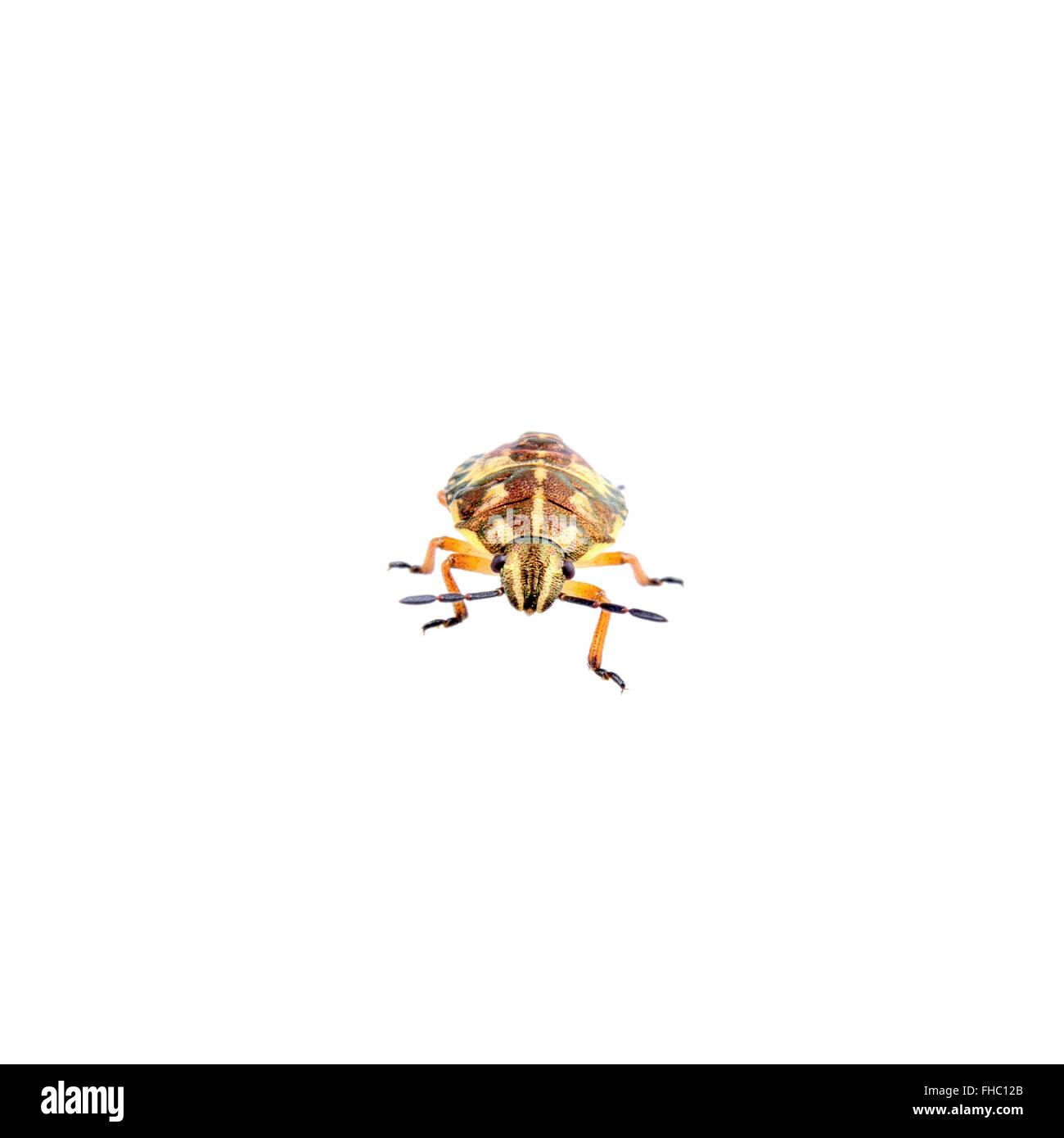 Brown shield bug isolated on a white background Stock Photo - Alamy