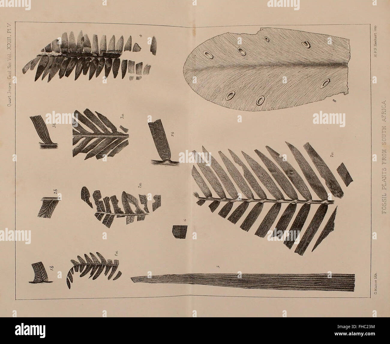 A periodical journal published by the Geological Society of London ...