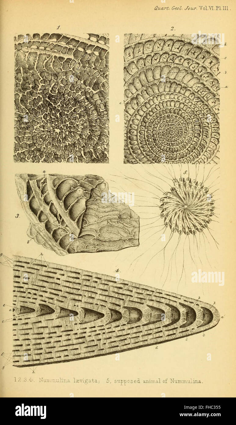 A periodical journal focusing on geological research, providing ...