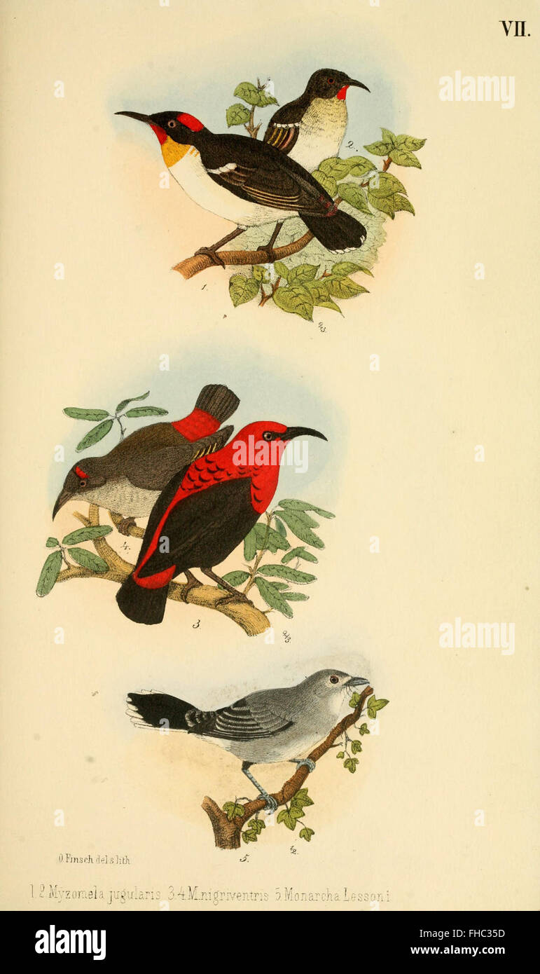 A study on the bird species of Central Polynesia, documenting their ...