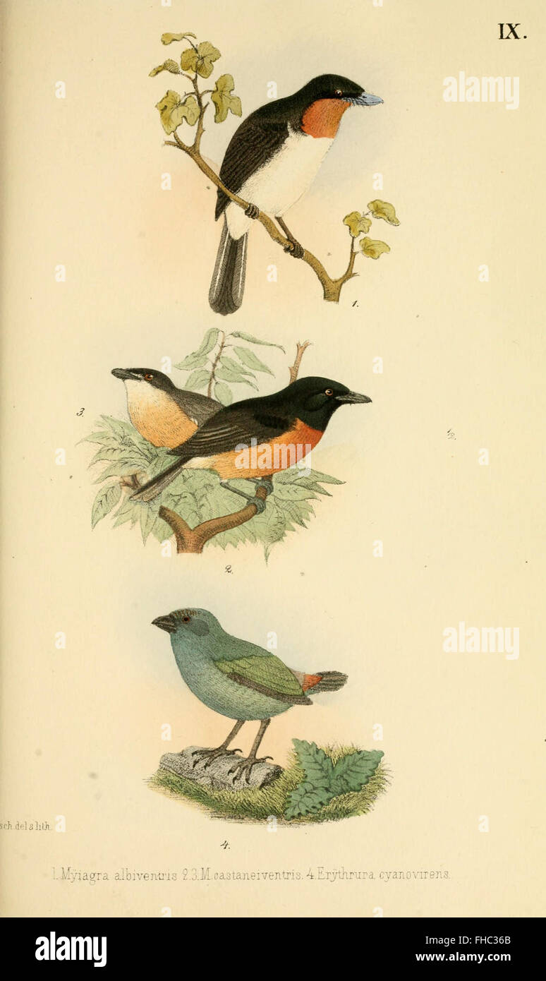 A contribution to the fauna of Central Polynesia, documenting bird ...