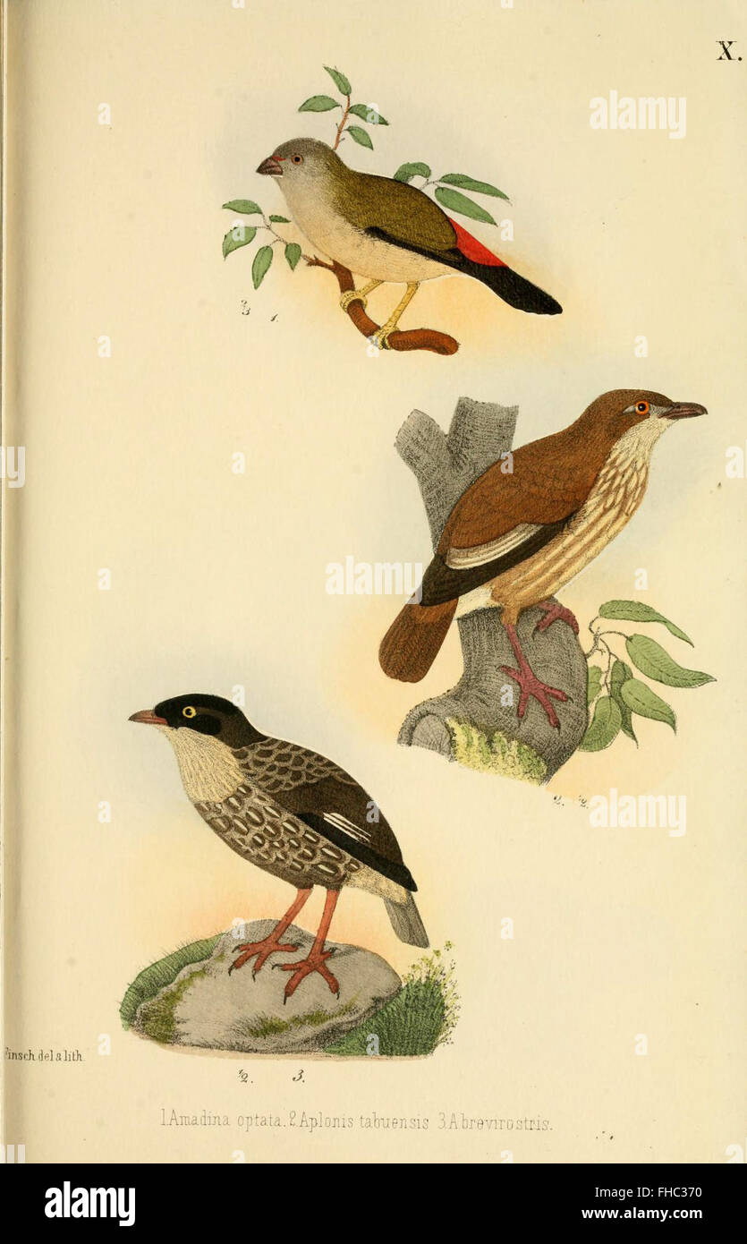 Contributions to the fauna of Central Polynesia, focusing on bird ...