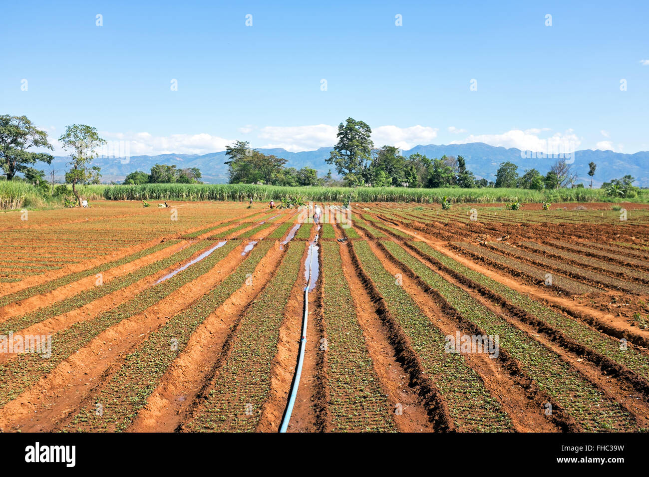 Rice fields in Myanmar Stock Photo - Alamy