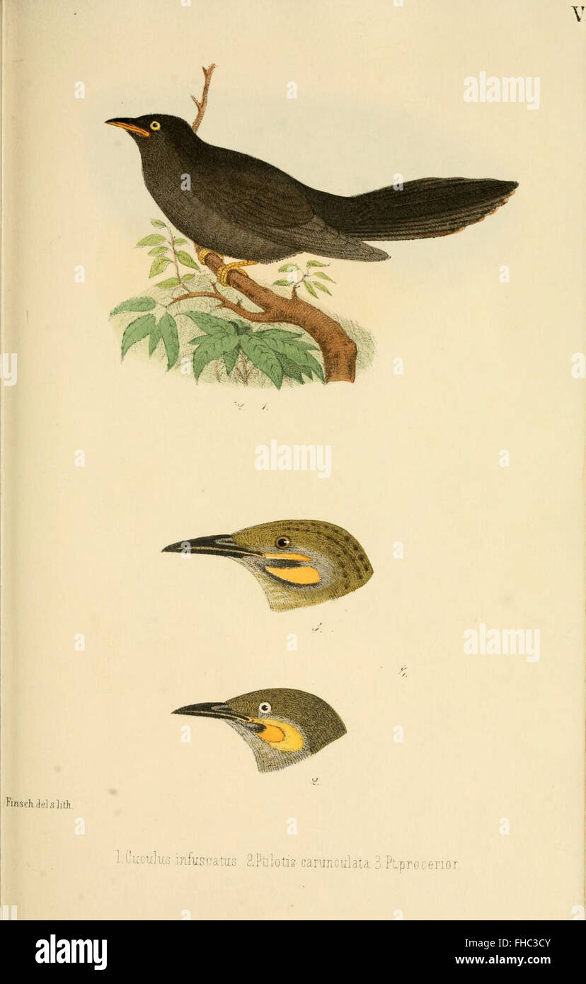 A work documenting the fauna of Central Polynesia, with a focus on the ...