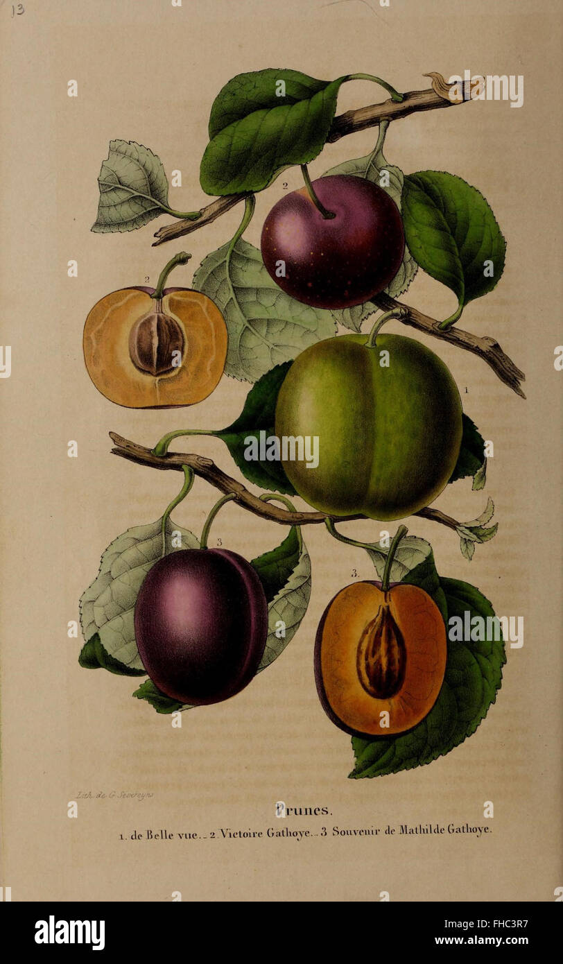Belgique horticole, Botany Harvard University Botany Libraries ...