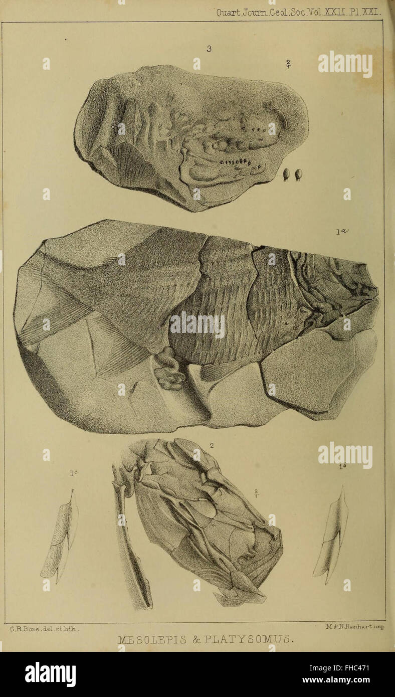 Scientific journal on geological studies, geological research, Earth ...