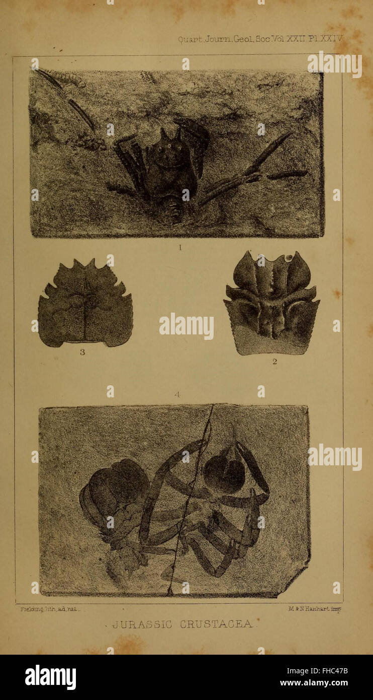 Periodicals Smithsonian Libraries geology Stock Photo - Alamy