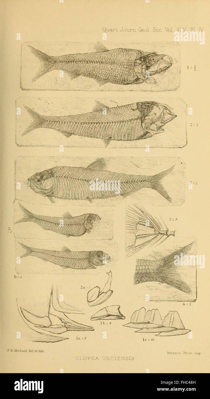 Periodicals Smithsonian Libraries geology Stock Photo - Alamy