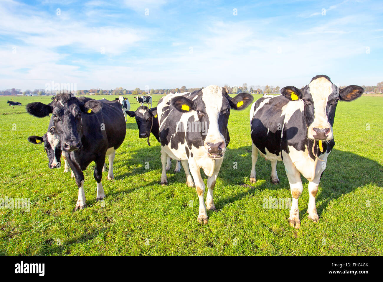 Cows in the countryside from the Netherlands Stock Photo - Alamy
