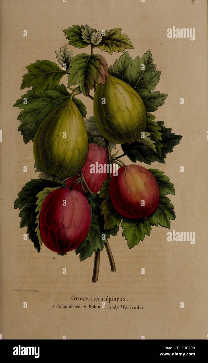 A periodical from Belgium dedicated to horticulture, offering detailed ...