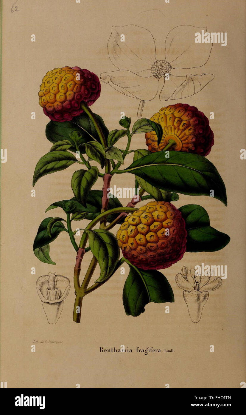 This periodical collection from the Harvard University Botany Libraries ...