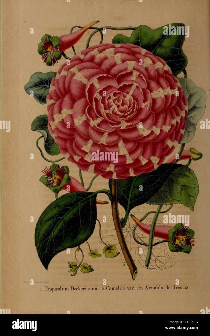 Belgique Horticole, Botany, Harvard University Botany Libraries ...