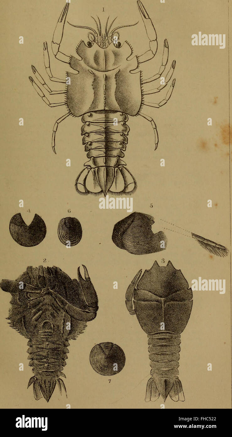 The Quarterly Journal of the Geological Society of London (1866) is a ...