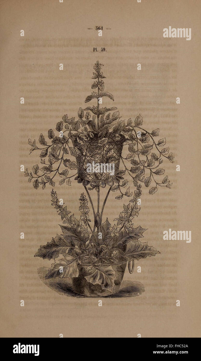 Belgique Horticole, Botany Harvard University Botany Libraries ...